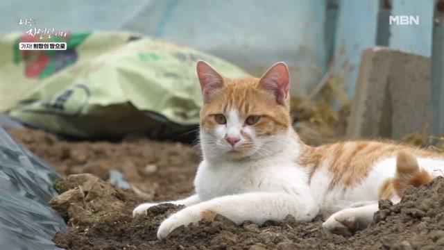 고양이 vs 뱀 긴장감 넘치는 싸움의 승자는... 자연인?! MBN 250604 방송 | ZUM TV