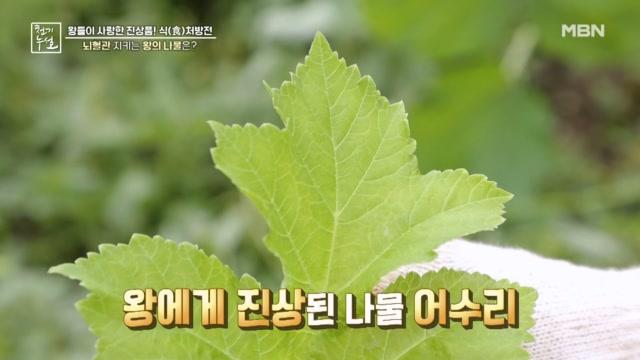 뇌혈관 지키는 왕의 나물은? MBN 250718 방송 | ZUM TV