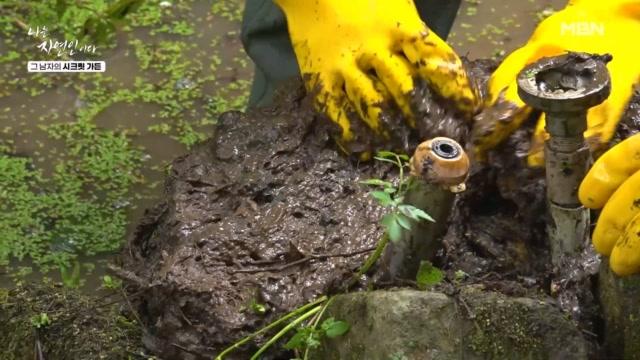 진흙 속 보물, 자연인의 한 끼 되다 MBN 250827 방송 | ZUM TV
