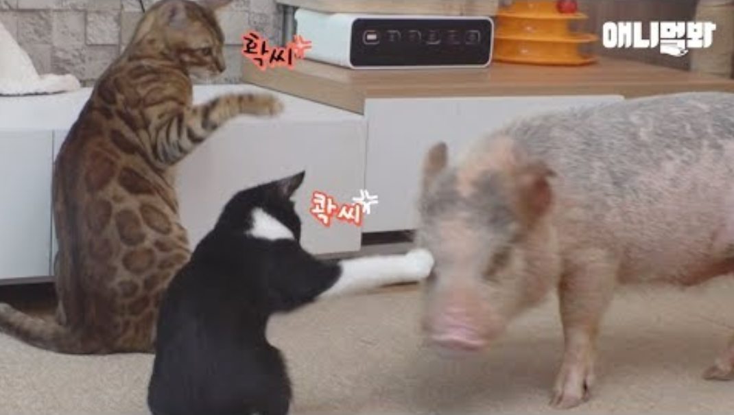 세상 착한 고양이들인데 저 돼지만 보면 젤리주먹 쥠 Two Cats Clench Their Fluffy Fist Towards ...