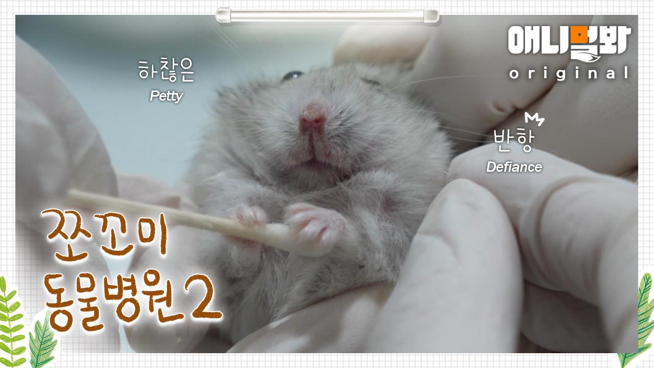 쪼꼬미 동물병원 시즌2 1화 (내원환자 : 드워프햄스터 두부님)ㅣAnimal Hospital for Tiny Animals2 ...