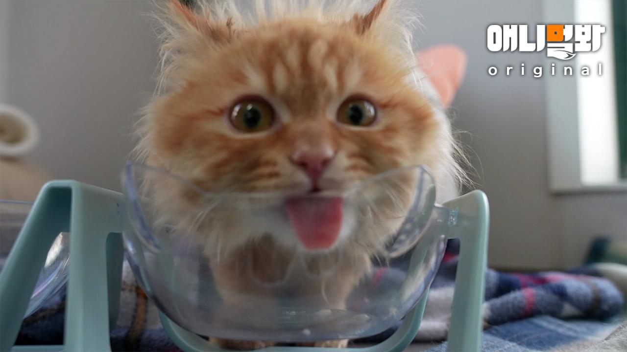 츄르 좋아하세요? 아니.. 츄르 먹는 고양이 좋아하세요?ㅣDo You Like Cats Eating Squeeze-Ups ...