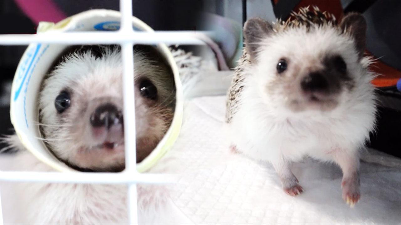 제 몸만 한 휴지 심을 얼굴에 뒤집어쓰는 고슴도치 ‘뭉치’ | ZUM TV