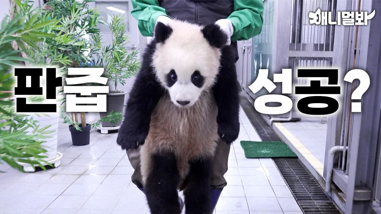 15kg 판다 인형 뽑기 인증 썰 풉니다ㅋㅋㅋㅣHow I Got 15kg Panda Doll | ZUM TV