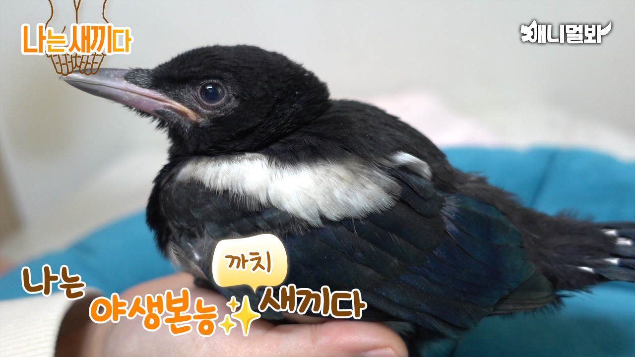 나는 태어난 지 30일된 까치 새끼다 [애니멀봐 나새끼 74호]ㅣI’m a 30 days old Magpie Baby [SBS ...