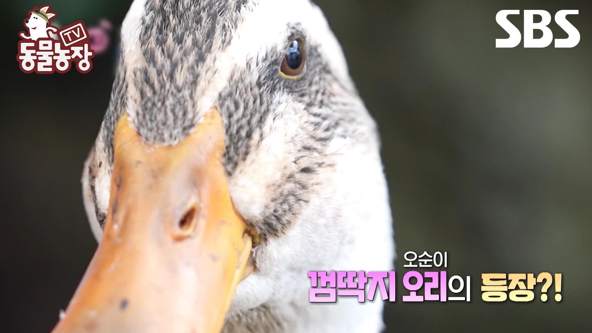 [예고] 껌딱지 오리 오순이 덕에 잇몸 만개😁 이 사랑의 결말이 궁금하다면? | TV 동물농장 | SBS | ZUM TV