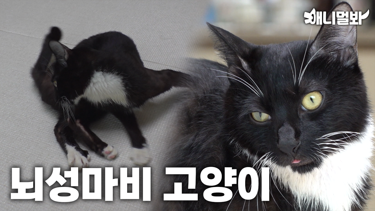 뇌성마비로 제대로 걷지도, 보지도 못하는 고양이의 사연ㅣCat with Cerebral Palsy can't see or ...