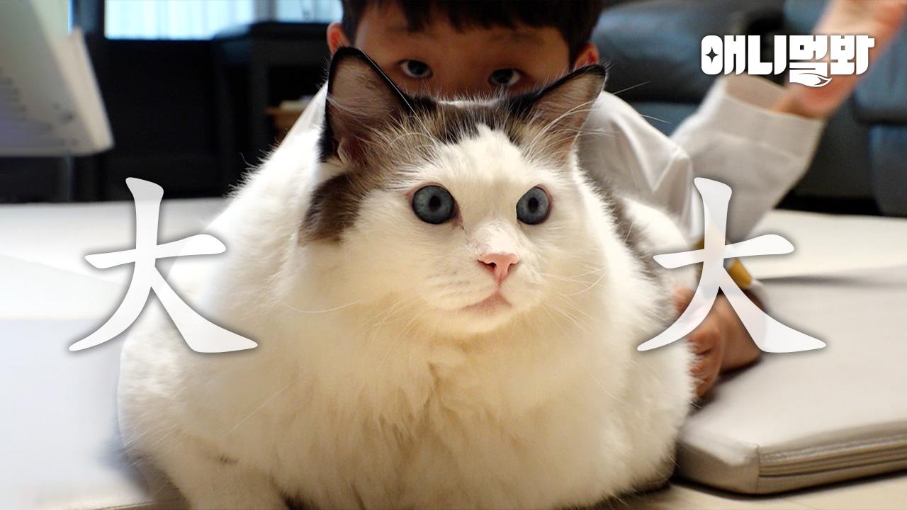 살쪄도 귀엽다는 말 믿고 살다가 특대 사이즈된 건 안비밀..^^ | Are Fat Cats Still Cute When They ...