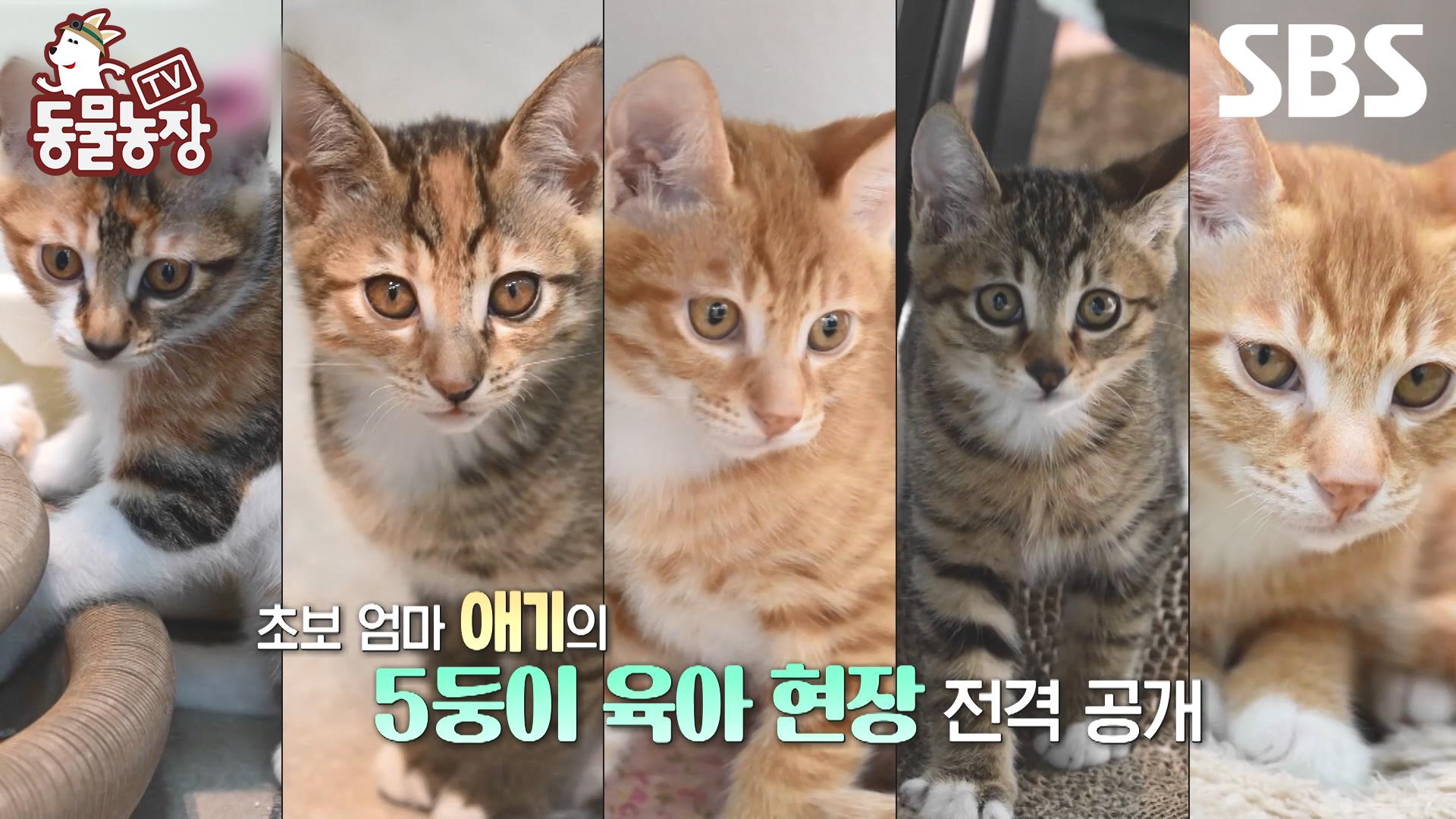 [예고] 초보 엄마 고양이 애기의 5둥이 육아 현장 대공개😻 그리고 다가오는 이별의 순간 | TV 동물농장 | SBS | ZUM TV