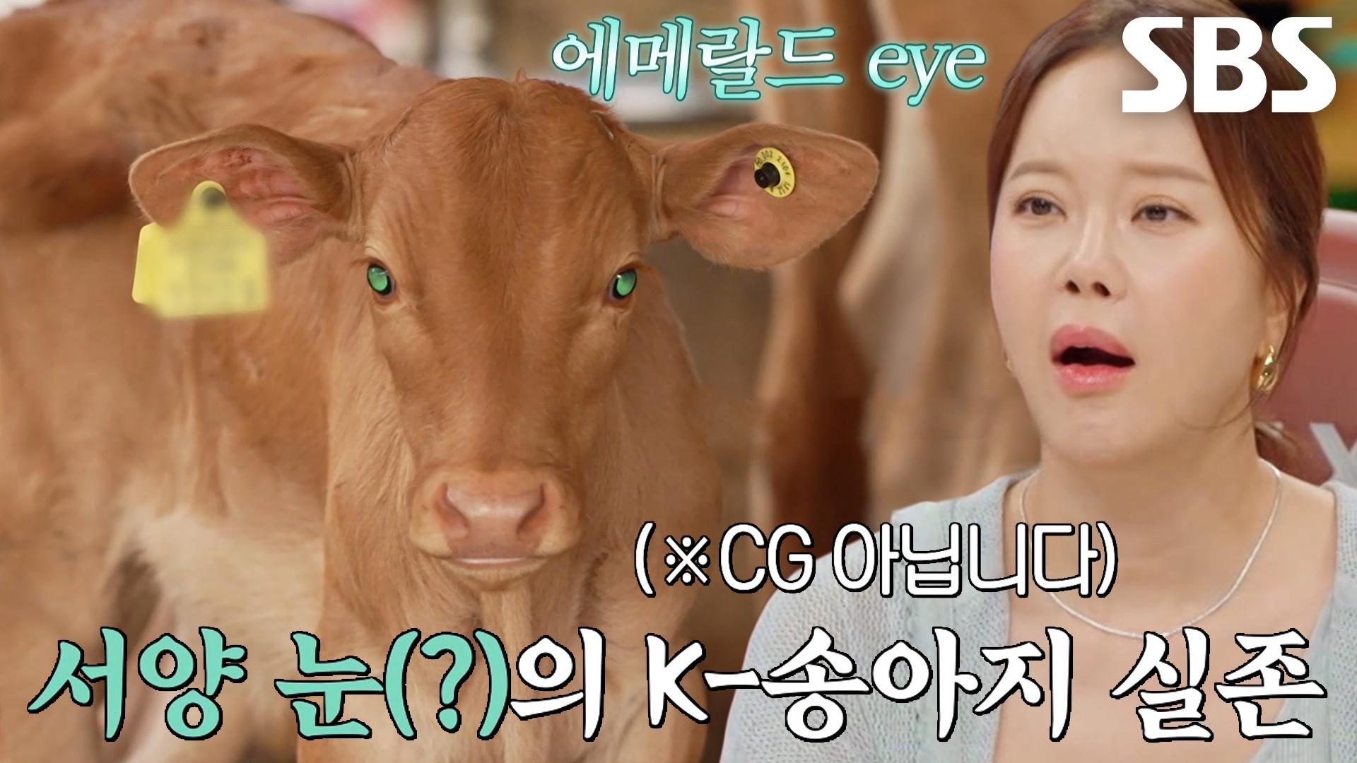 에메랄드 색으로 빛나는 눈을 가진 송아지★ | ZUM TV