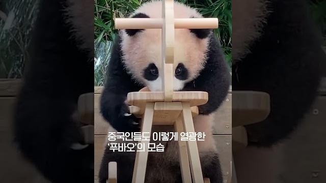 귀염둥이 판다 푸바오가 중국으로 돌아가야 하는 이유 Shorts Zum Tv