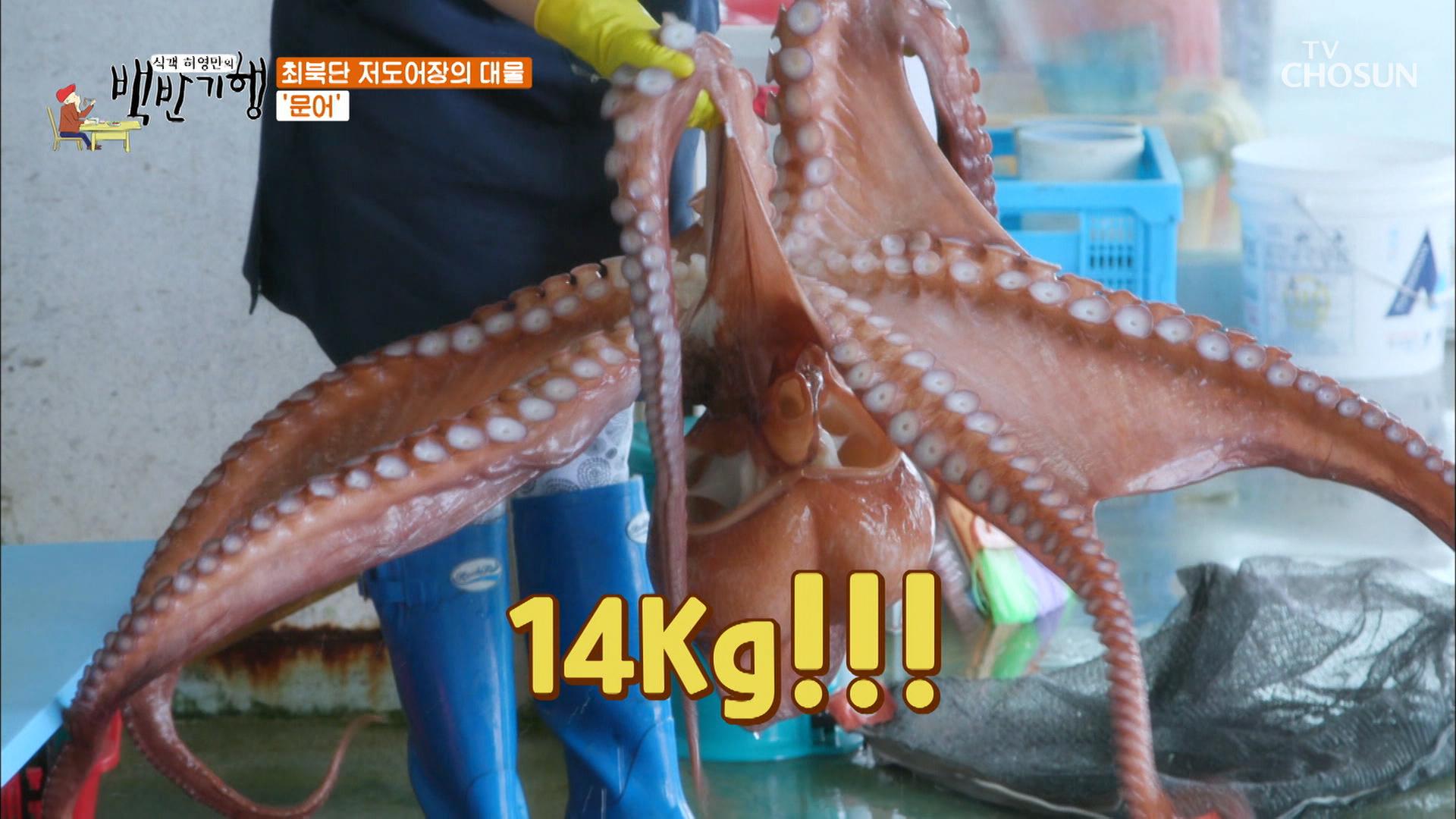 14kg 중문어!! 최고 50kg까지 나오는 고성 문어🐙 | ZUM TV